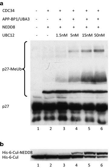 Linear Elevation Of The Cul1 Neddylation Fraction Promotes Linear