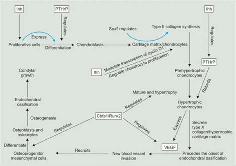 Molecular Markers Of Condylar Growth Download Scientific Diagram