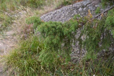Juniperus oblonga - Изображение особи - Плантариум