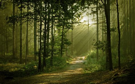 🔥 [40 ] Forest Path Wallpapers Wallpapersafari