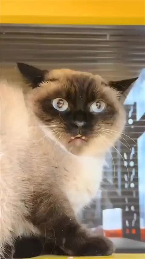 She Flabbergasted Lol Album On Imgur