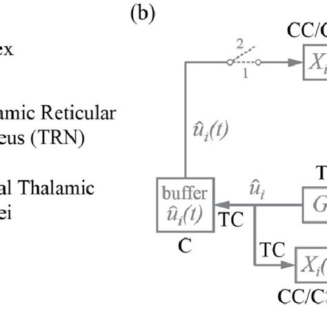 Neurobiological Interpretation A Basic Structure Of The Download
