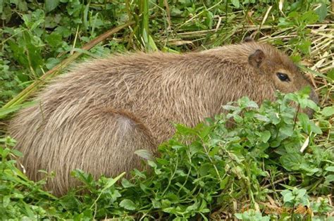 Horny Capybara Looking For Sex In Leicestershire Countryside Daily Star