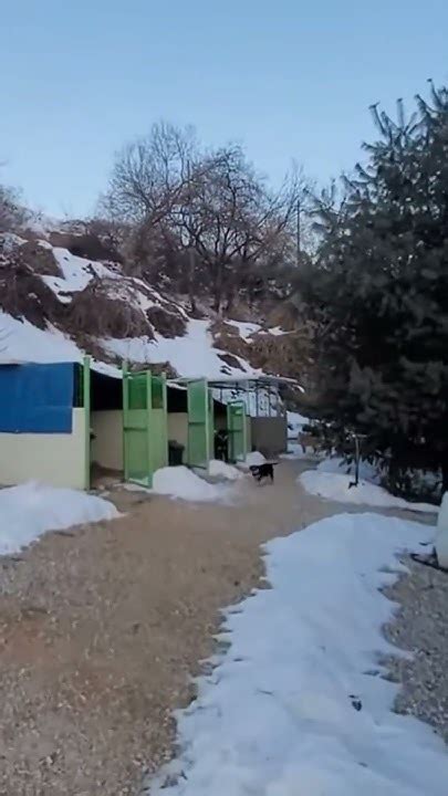 무리지어 개집에 들어가는 녀석들보고 들어가는 것 아니라고 했더니 뒤돌아서 오네요 Youtube