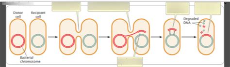 Conjugation Diagram Quizlet