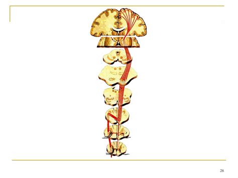 Medulla Spinalis 2 Ppt