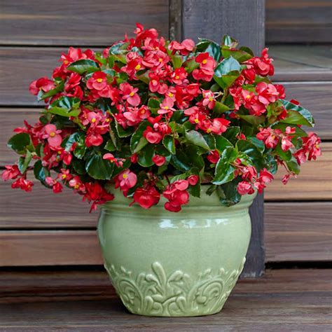 Surefire® Red Begonia Plant Addicts