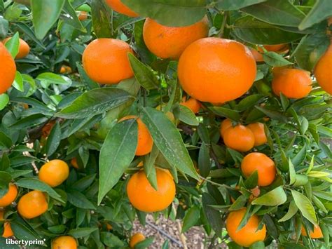 Mandarin Nadorcott Class 1 Morocco Exporter - Saibprime | Libertyprim