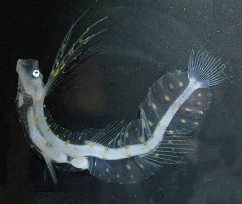 Bathymicrops Wikipedia