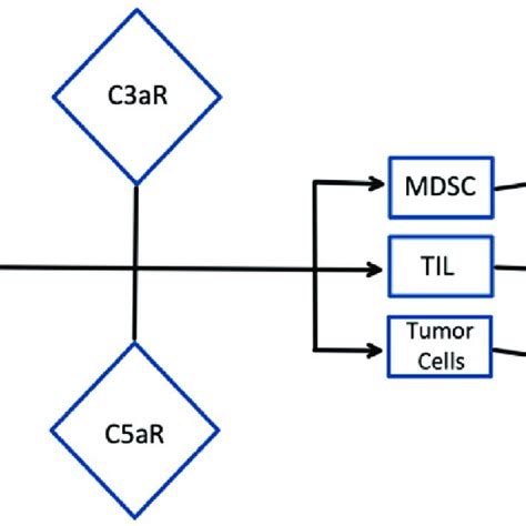 Complement And Inhibition Of Apoptosis A Model Displaying The Role Of