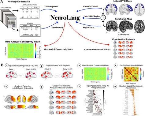 Functional Gradients In The Human Lateral Prefrontal Cortex Revealed By