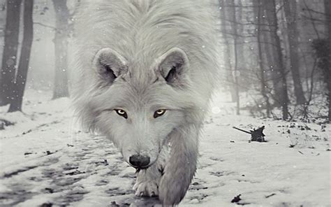 Black And White Wolf Wallpapers 4k Hd Backgrounds On Wallpaperbat