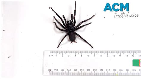 Is This Australias Largest Funnel Web Spider The Advocate Burnie Tas