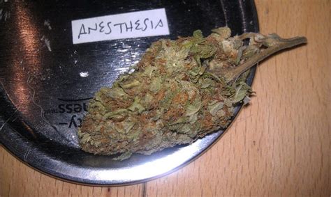 Anesthesia Weed Strain Information Leafly