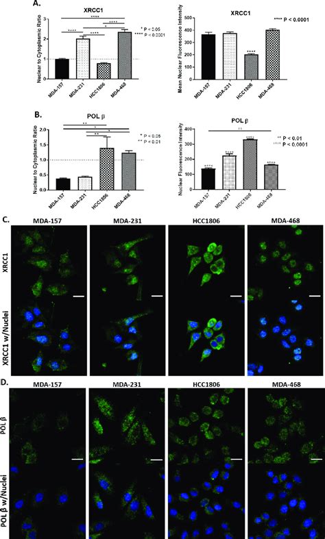 Subcellular Localization And Quantification Of Ber Proteins A Left Download Scientific