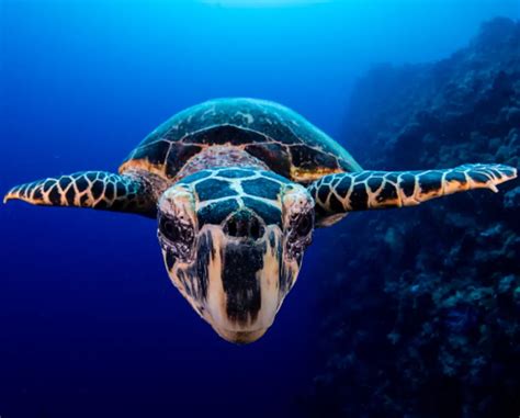 Difference Between Hawksbill And Green Sea Turtle
