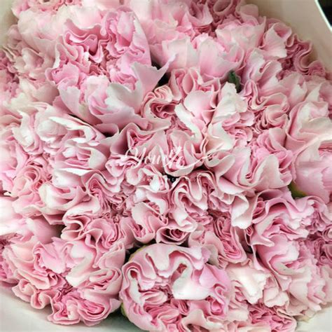 康乃馨粉佳人粉钻对比康乃馨粉钻和粉佳人粉佳人康乃馨大山谷图库