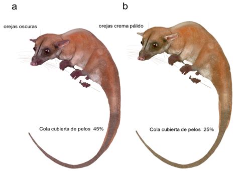 Figura 1 Caracteres Externos Que Diferencian A Las Especies De