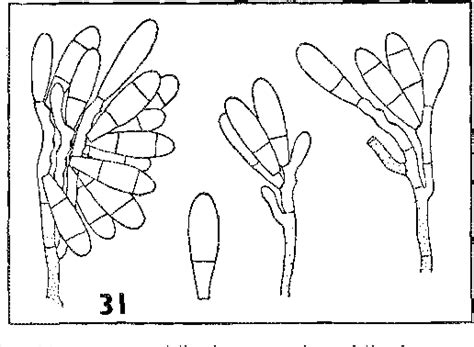 Conidia Labeled
