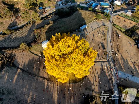 황금빛 왕관처럼 빛나는 반계리 은행나무 뉴스1