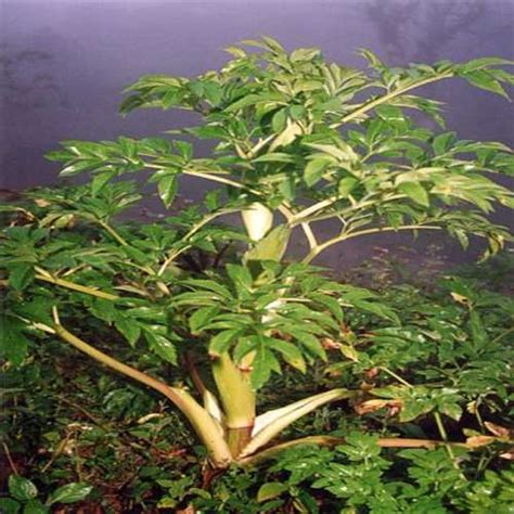 Làm đẹp Với Bạch Chỉ