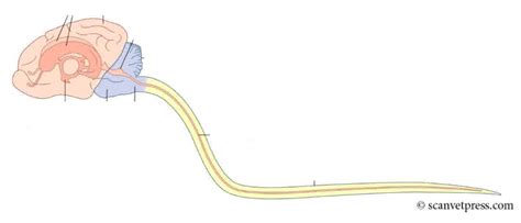 Diagram Of Csf And Surrounding Structures Quizlet