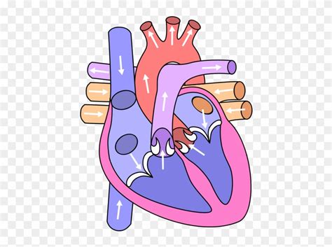 Blank Heart Clipart Circulatory System Heart Diagram Free
