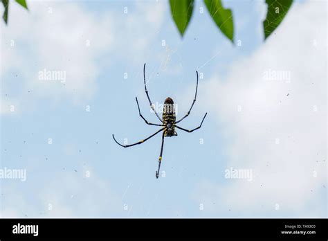 The Northern Golden Orb Weaver Or Giant Golden Orb Weaver Spider