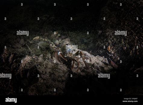 Signal Crayfish On The Bottom In The Traum River Crayfish In The River