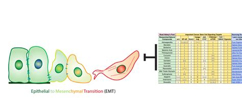 The Mitochondrial Stem Cell Connection Mscc Theory And Protocol