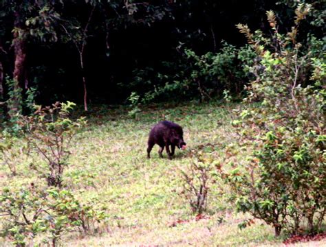 A Hurtle Before The Rapture Boat Ride Periyar Lake Tripoto