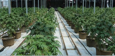 Opp Seize 39m In Illicit Drugs 7 People Charged Chch