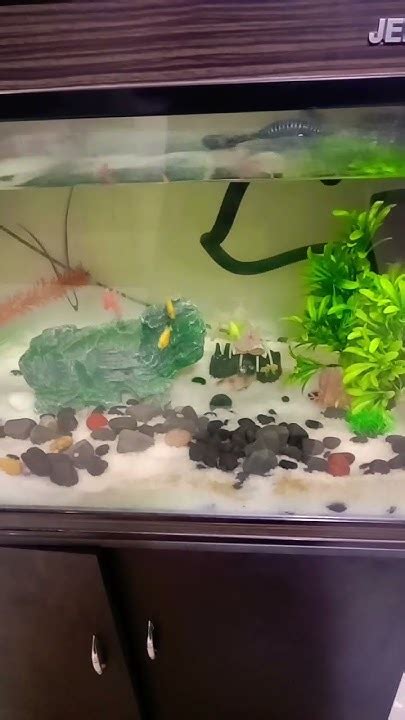 Fish Tank Review Youtube