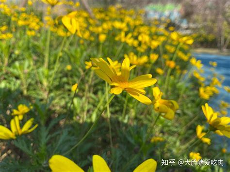 晓风澜庭旁的浒溪公园花花开了快来打卡 知乎