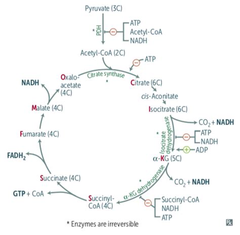 Biochemistry Flashcards Quizlet