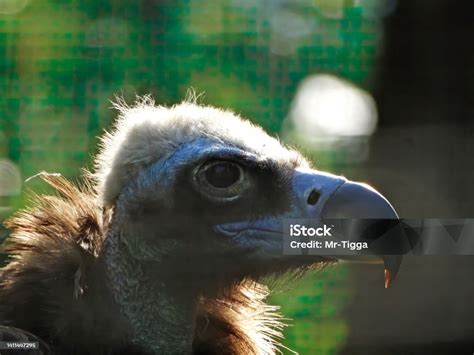 유라시아 그리폰 독수리 집스 풀부스는 키가 큰 나뭇 가지에 앉아 있습니다 포트릿 클로즈업 갈색에 대한 스톡 사진 및 기타 이미지 Istock