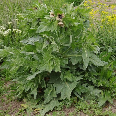 Henbane Hyoscyamus Niger