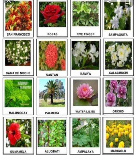 Mga Larawan Ng Ibat Ibang Uri Ng Halamang Ornamental Vrogue Co