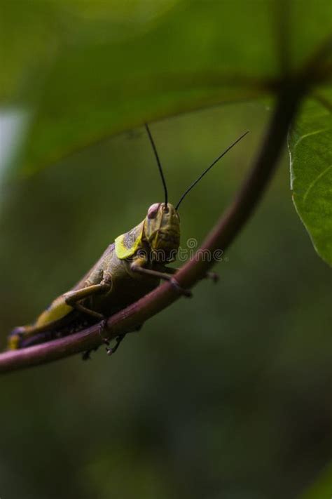 Portrait Of A Large Horned Locust Pest With Yellow And Rotten Yellow