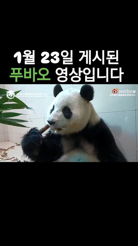 판다사랑pandalove 판월에서 푸바오 식사시간은 이래찌요 할부지들이 섬세하게 차려준 식탁앞에서 늘 먹방을 보여주던