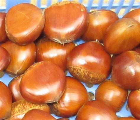 栗の品種と特徴食味 伝兵衛農園 Fのページ