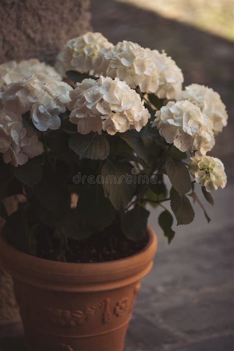 Potted Hydrangea Plant With Beautiful Flowers Outdoors Bush Of