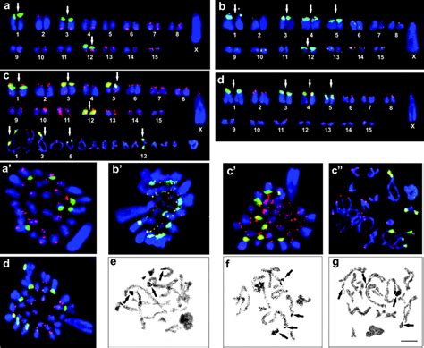 Fluorescence In Situ Hybridization Fish With Both 18s Rdna Green