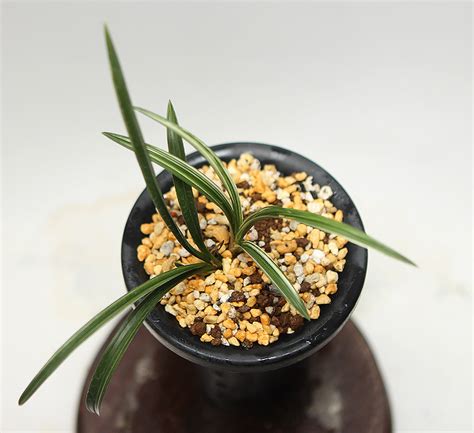 뿌리 및 배양상태 매우좋은