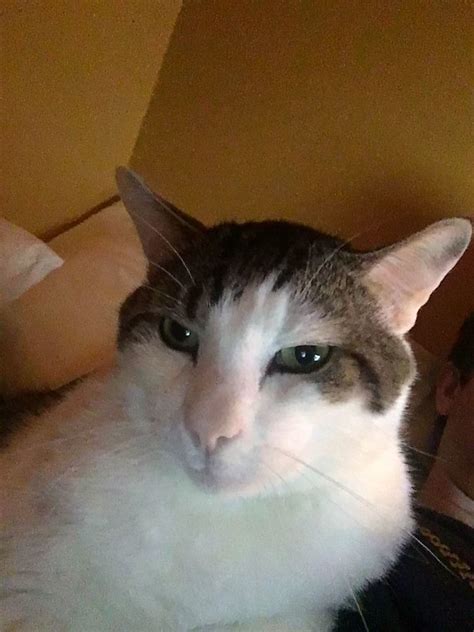 Brown Spots On Noes Of 2 Year Old Cat Thecatsite