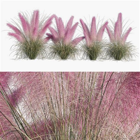 3d Muhlenbergia Capillaris Pink Muhly Grass 05 Model Turbosquid 1945186