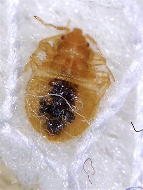 How Long Can Bed Bugs Live Without Food