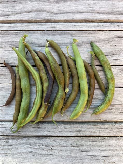 Bean Rust What Is It And How To Manage It The Gourmantic Garden