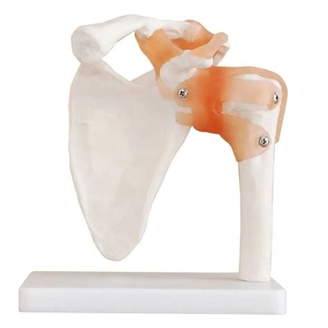 Articulación Hombro Tamaño Real Modelo Anatómico Detallado
