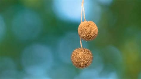 Sycamore Tree Seeds Everything You Need To Know